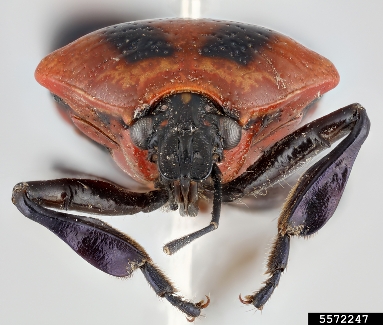 predatory stink bug (Oplomus pulcher)