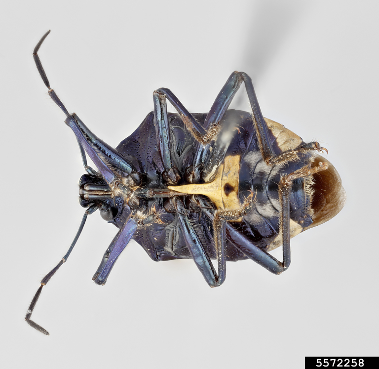 predatory stink bug (Oplomus salamandra (Burmeister))