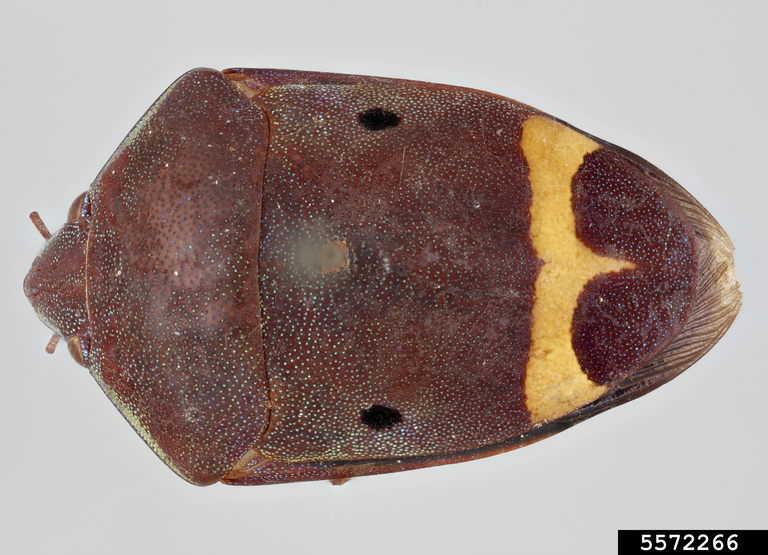 jewel bug (Solenosthedium liligerum)