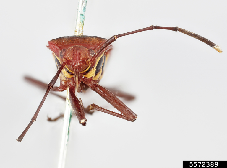 cotton stainer (Dysdercus fasciatus (Signoret, 1861))