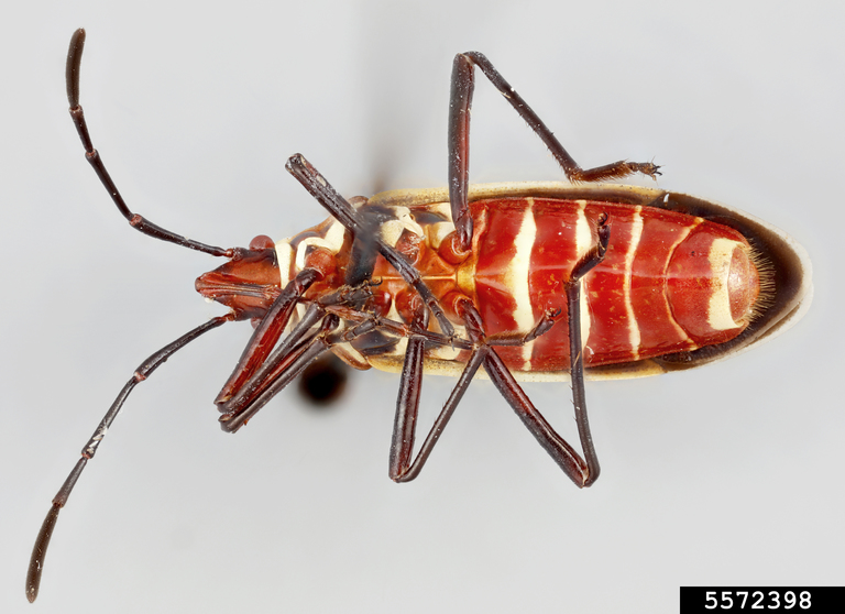 cotton stainer (Dysdercus mimuloides Blote)