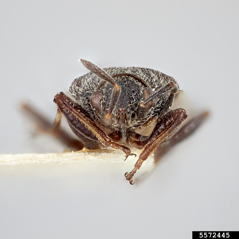 True bug (Oxycarenus annulipes)