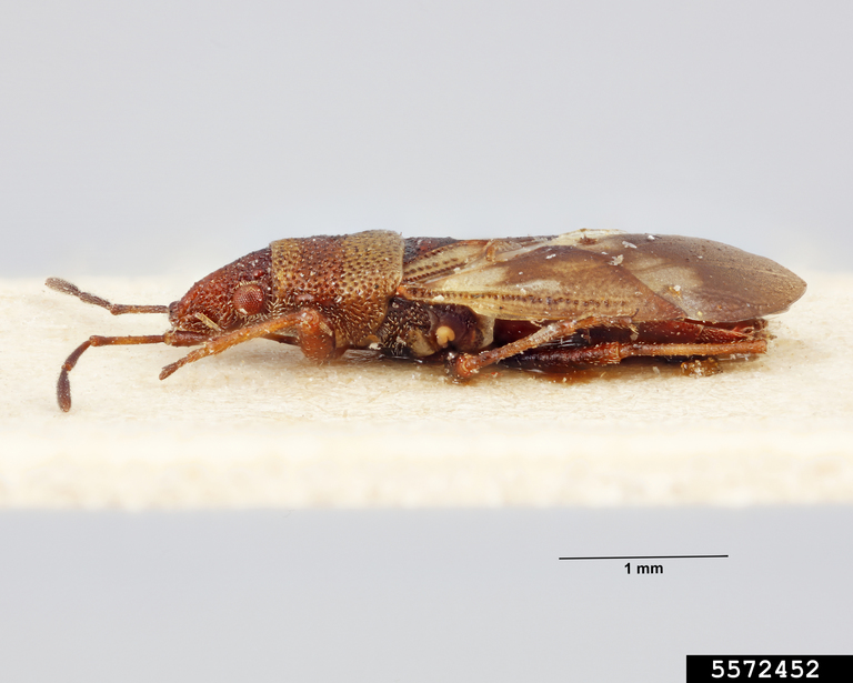 True bug (Oxycarenus modestus (Fallen))