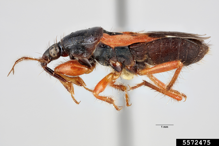 Damsel bug (Prostemma guttula Fabricius)