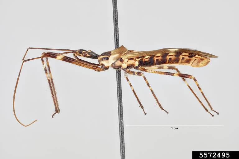 assassin bug (Zelus tetracanthus)