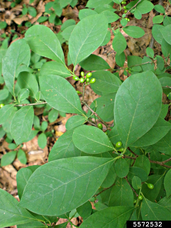 northern spicebush (Lindera benzoin)