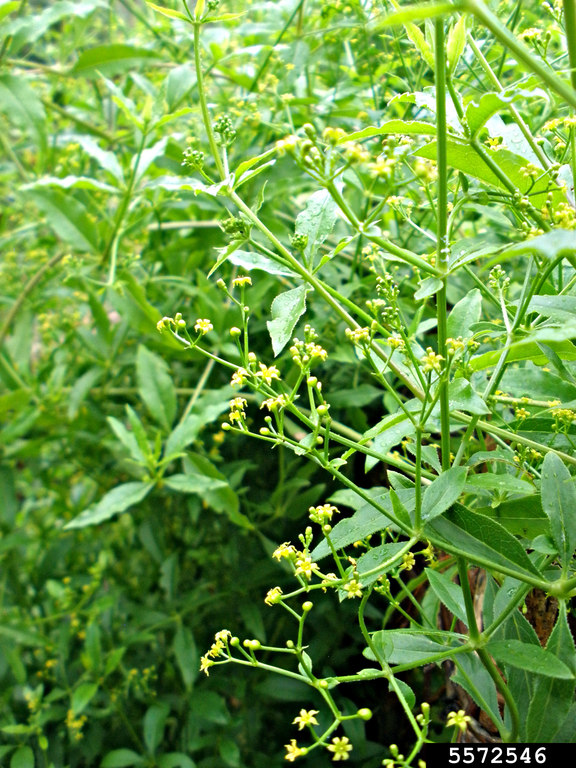 madder (Rubia tinctorum L.)