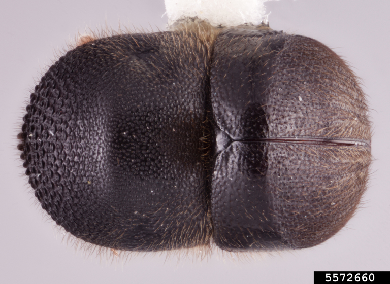 camphor shot borer (Cnestus mutilatus (Blandford, 1894))