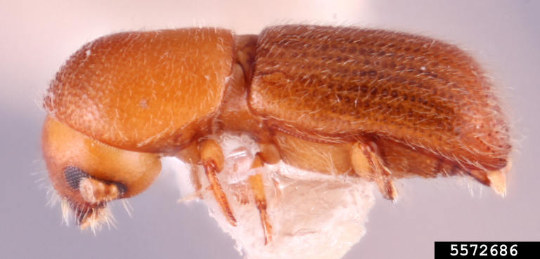 ambrosia beetle (Cyclorhipidion bodoanum Reitter, 1913)