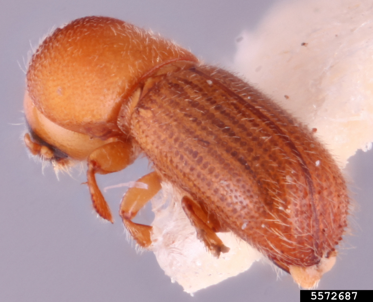 ambrosia beetle (Cyclorhipidion bodoanum Reitter, 1913)