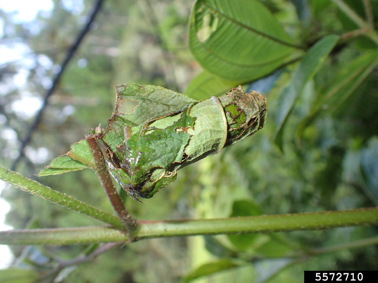 giraffe weevil (Trachelophorus giraffa Voss, 1929)