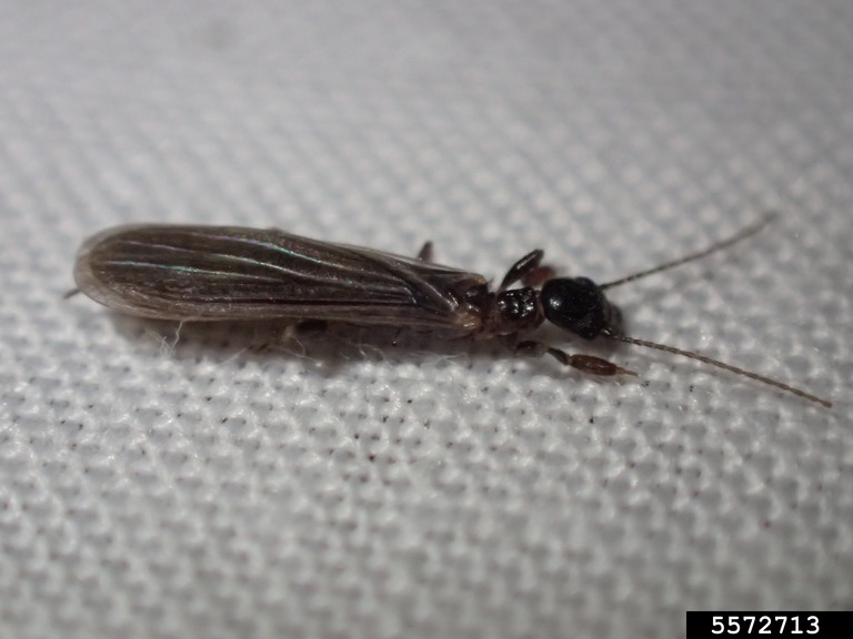 webspinners (Order Embiidina)