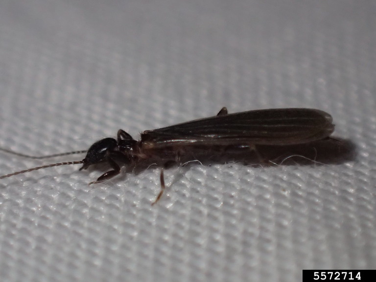 webspinners (Order Embiidina)