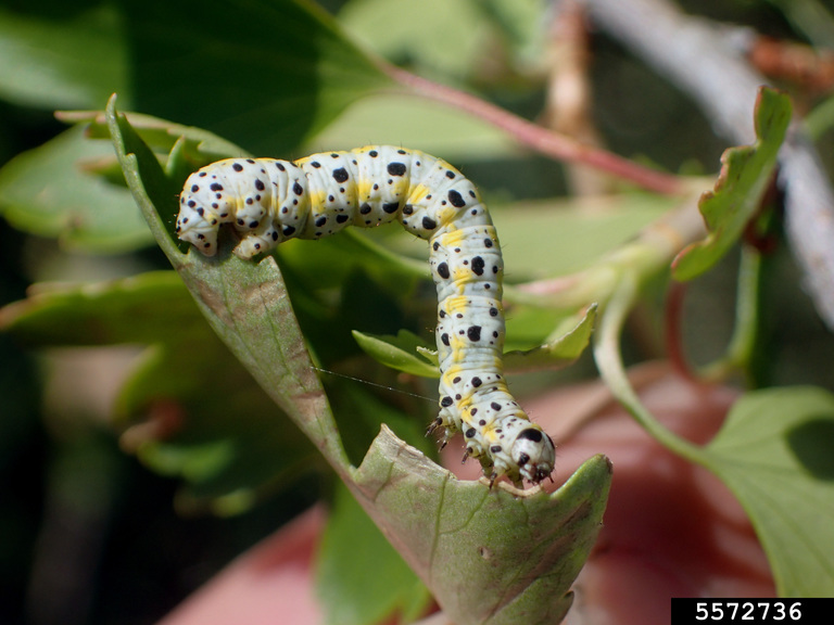 currant spanworm (Macaria ribearia (Fitch))