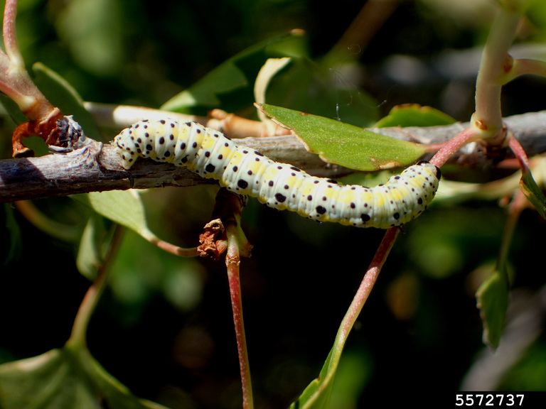 currant spanworm (Macaria ribearia (Fitch))