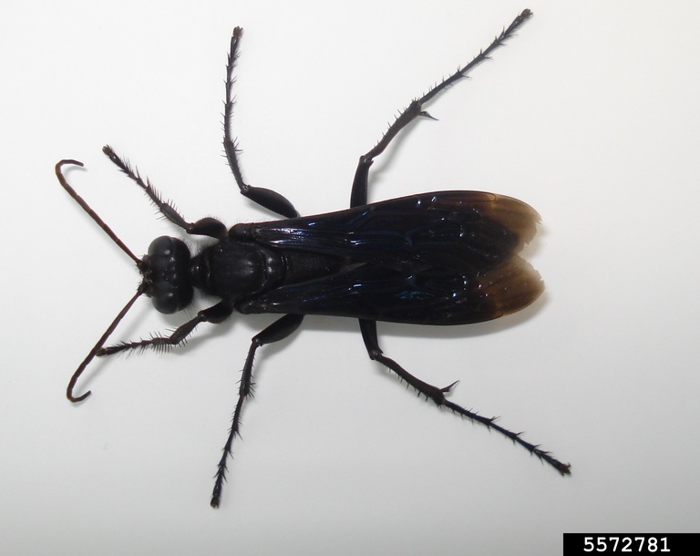 common blue mud-dauber wasp (Chalybion californicum (de Saussure, 1867))