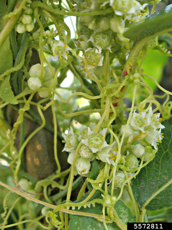 field dodder (Cuscuta pentagona)