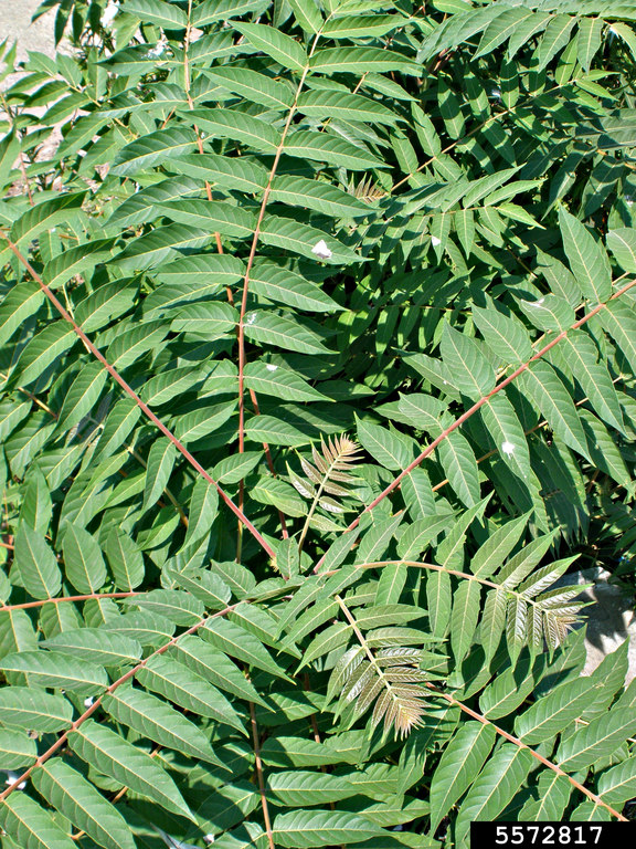 tree-of-heaven (Ailanthus altissima (P. Mill.) Swingle)