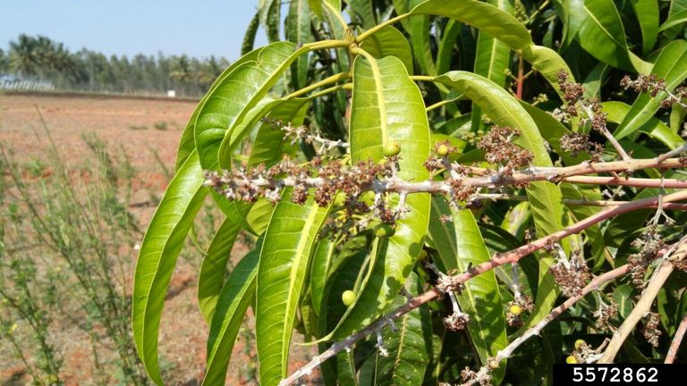 powdery mildew (Oidium mangiferae)