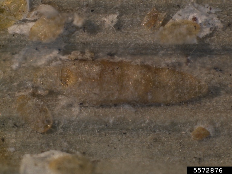 Phantasma Scale (Fiorinia phantasma)