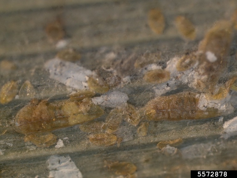 Phantasma Scale (Fiorinia phantasma Cockerell & Robinson, 1915)