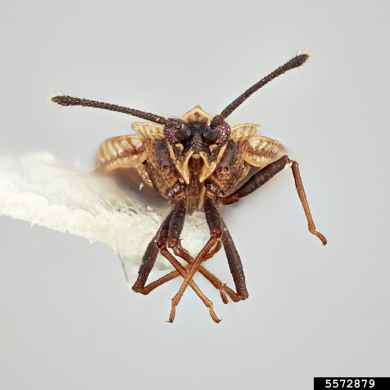 Lace bug (Acalypta lillianis)