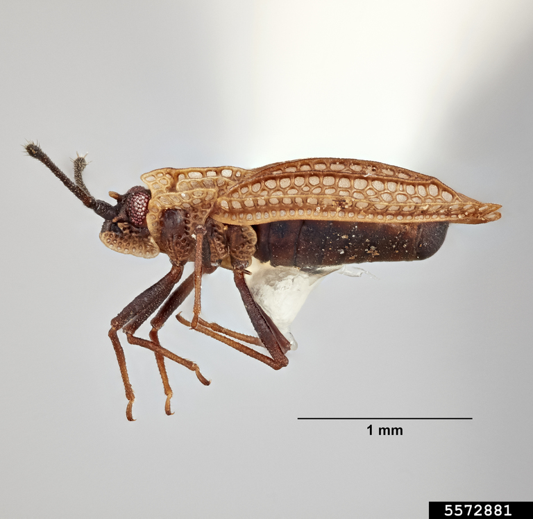 Lace bug (Acalypta lillianis)