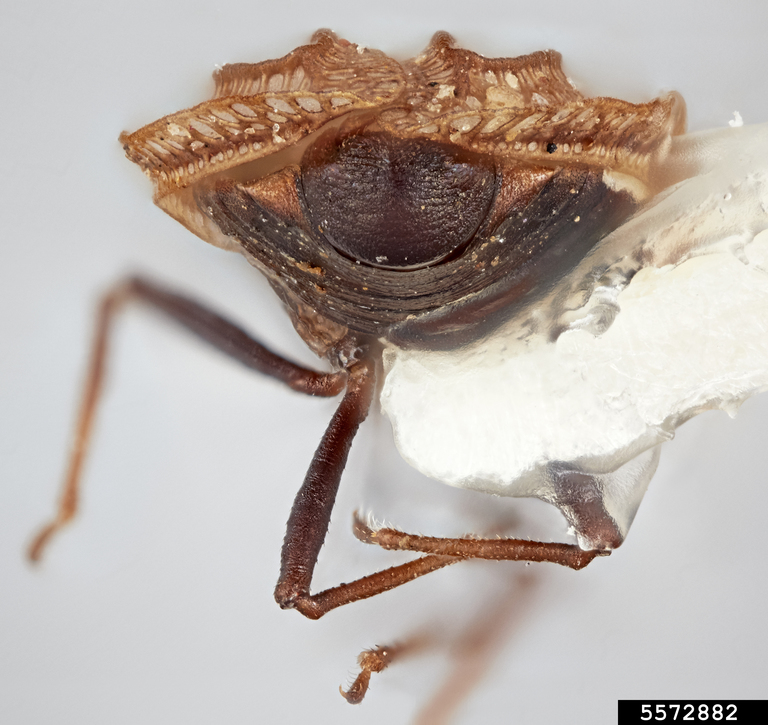 Lace bug (Acalypta lillianis)