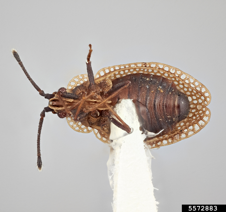 Lace bug (Acalypta lillianis Torre-Bueno)