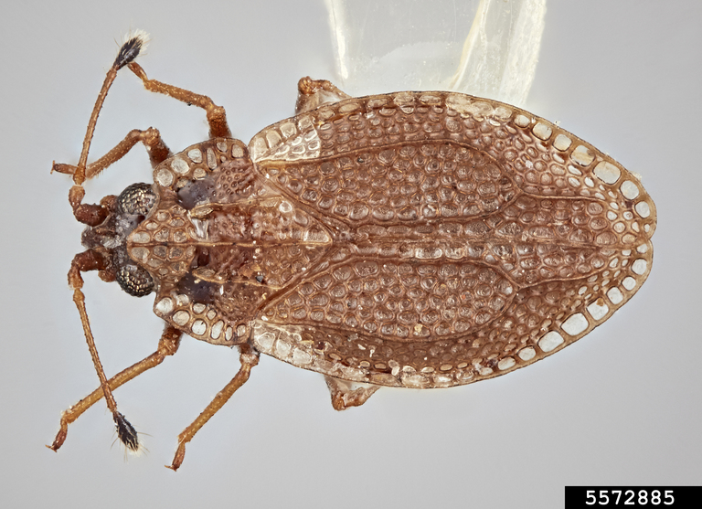 Lace bug (Acalypta parvula)