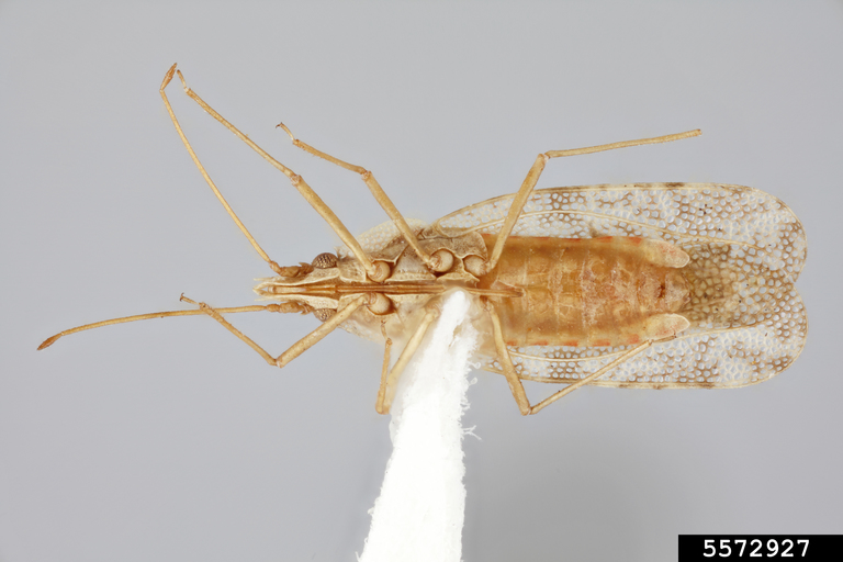 Lace bug (Cantacader quinquecostatus (Fieber))