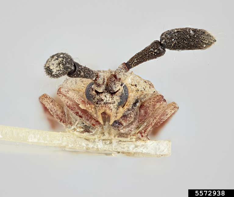 Lace bug, Copium teucrii (Hemiptera: Tingidae) - 5572938