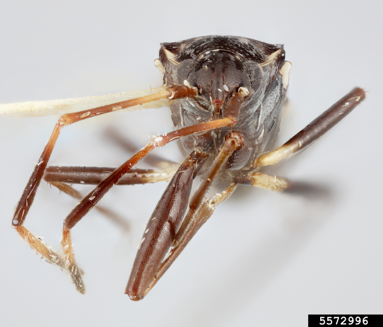 Dirt-colored seed bug (Dieuches obscuripes (Walker))
