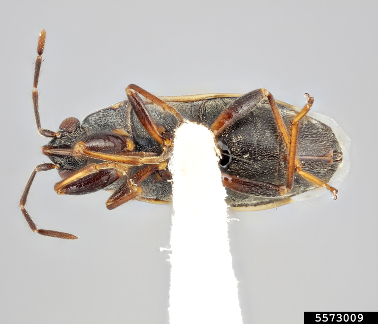 Dirt-colored seed bug (Peritrechus tristis Van Duzee)