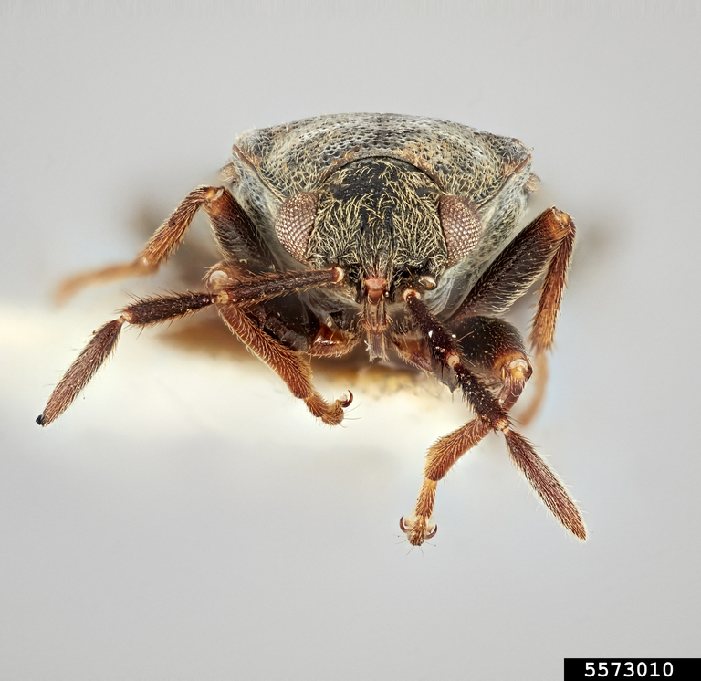 Dirt-colored seed bug (Peritrechus tristis Van Duzee)