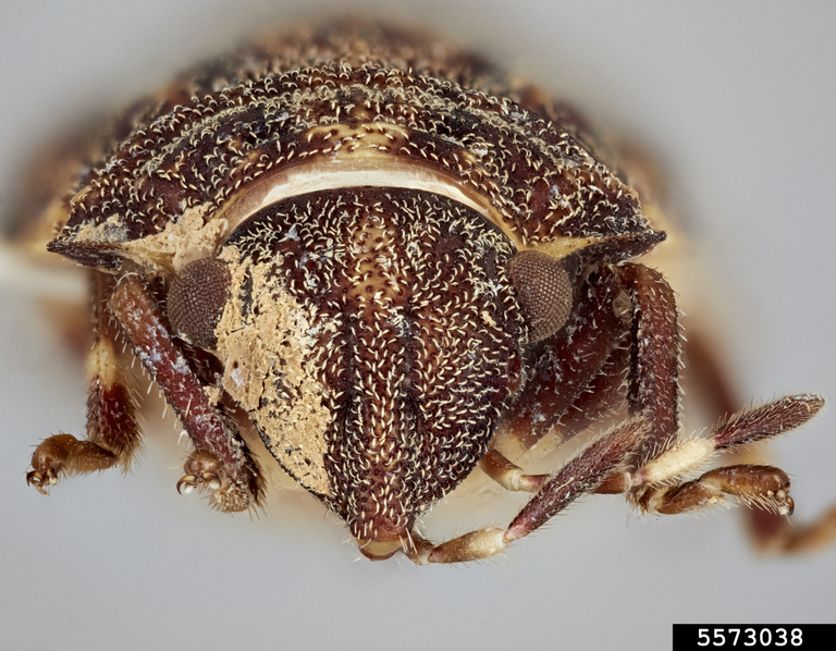 shield-backed bug (Camirus conicus (Germar))