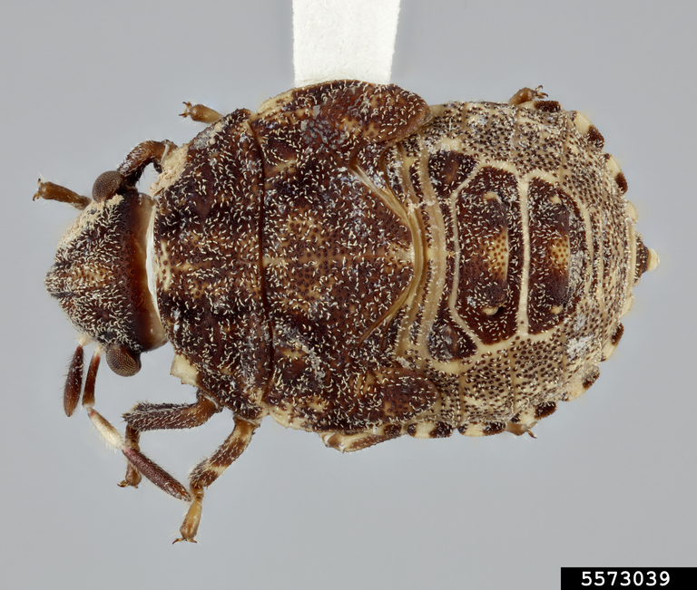 shield-backed bug (Camirus conicus)