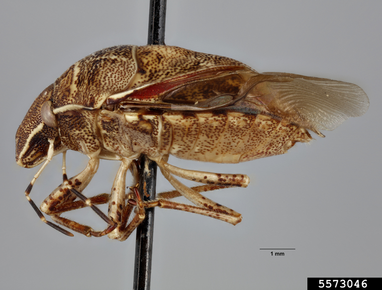 shield backed bug (Diolcus variegatus (Herrich-Schaeffer))