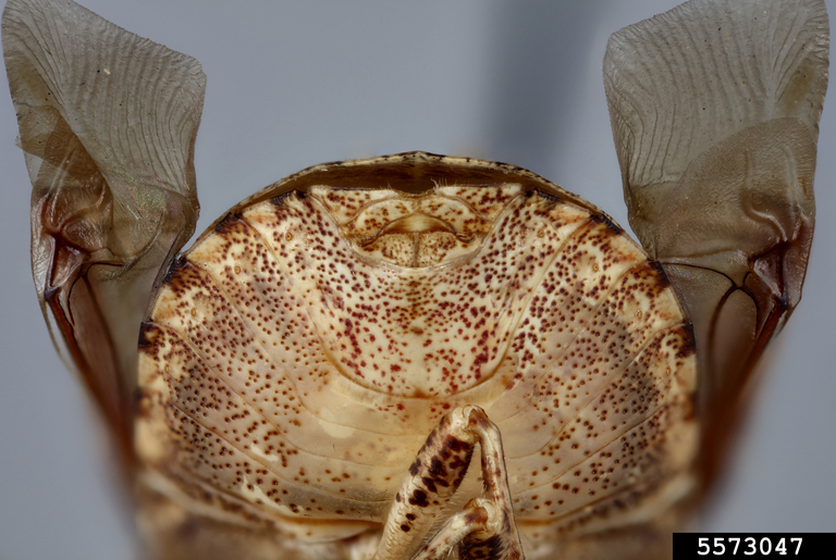 shield backed bug (Diolcus variegatus)