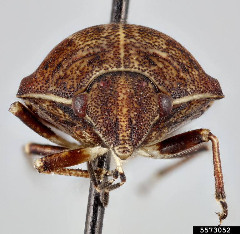 shield backed bug (Diolcus variegatus (Herrich-Schaeffer))
