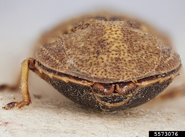 turtle shieldbug (Podops inuncta)