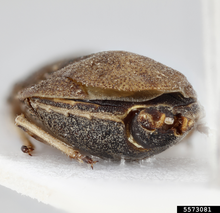 turtle shieldbug (Podops inuncta (Fabricius))