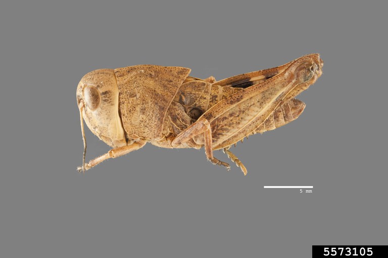 wrinkled grasshopper (Hippiscus ocelote)