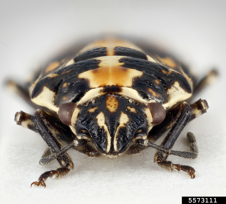 Variegated Caper Bug (Stenozygum coloratum (Klug, 1845))