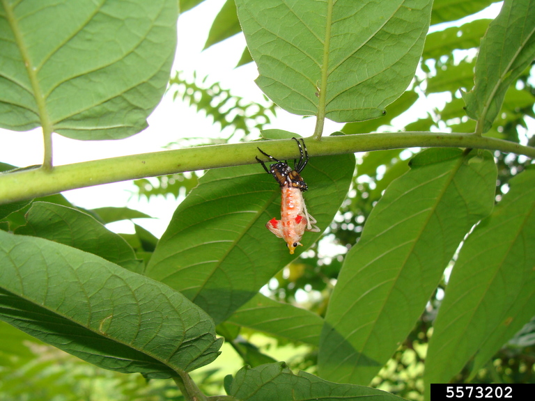 spotted lanternfly (Lycorma delicatula)