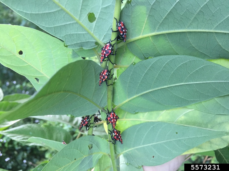 spotted lanternfly (Lycorma delicatula)