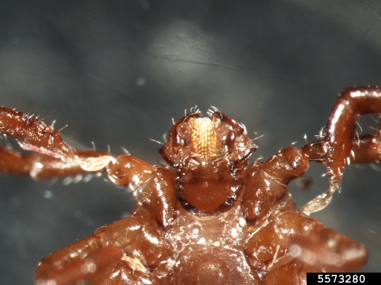 Asian longhorned tick (Haemaphysalis longicornis)