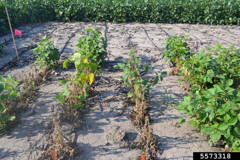 Root and stem rot (Phytophthora sojae)
