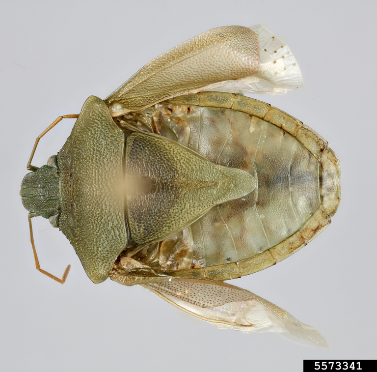 red-shouldered stink bug (Thyanta custator ssp. custator (Fabricius))