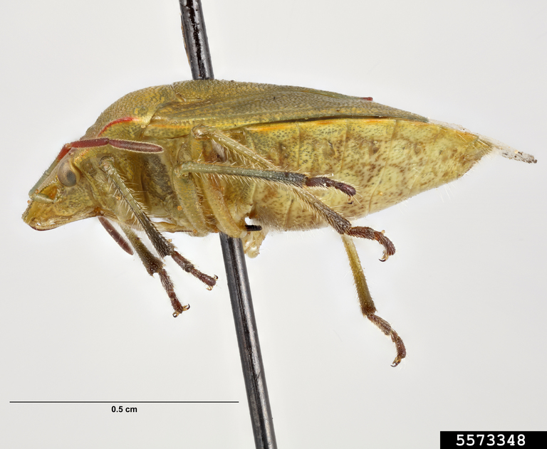 western red-shouldered plant bug (Thyanta pallidovirens Stal.)